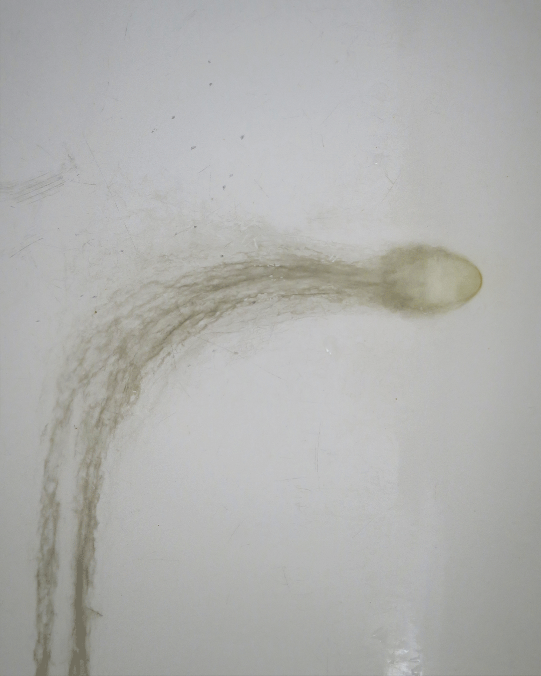 SEMINALIS – Orto Parisi