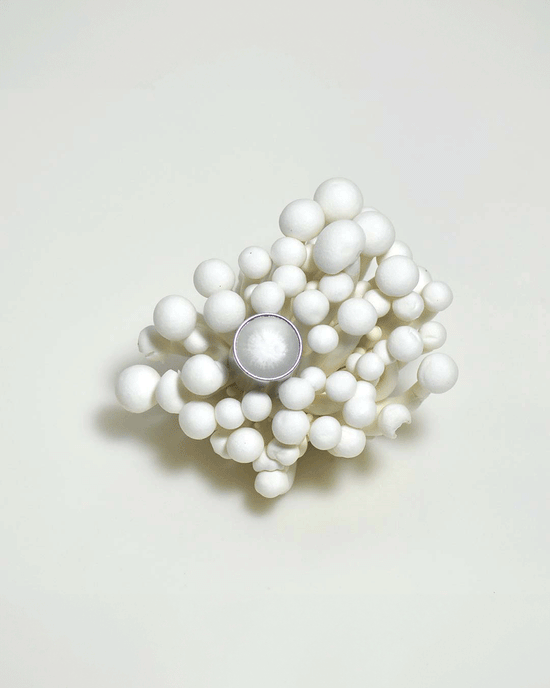 SEMINALIS – Orto Parisi