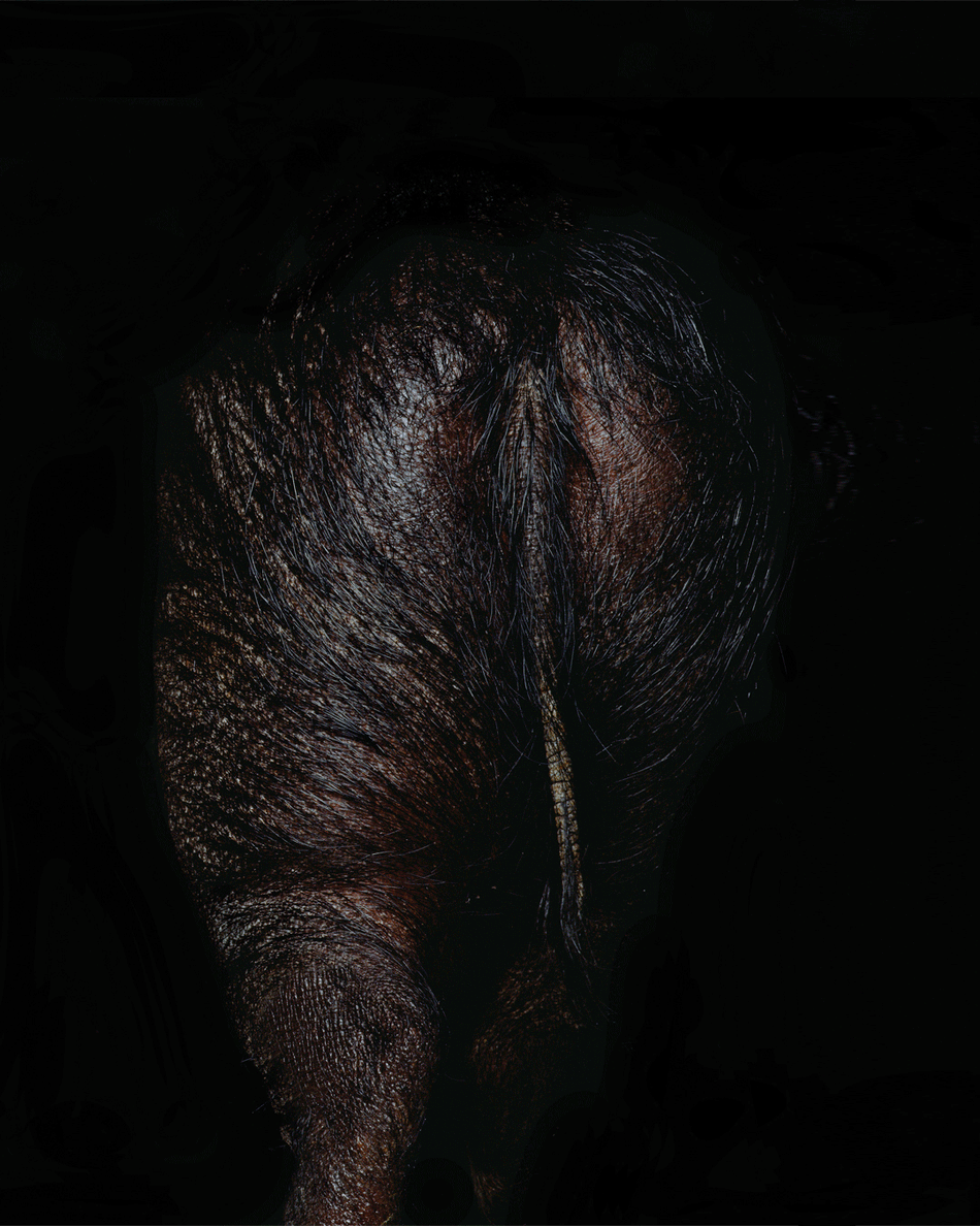 STERCUS – Orto Parisi